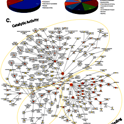 Functional Annotation and Enrichment analysis.