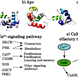 The molecular structure of calmodulin and pathways where calmodulin ...