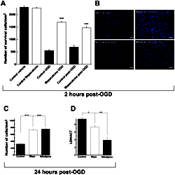 OGD on cortical neurons: cell survival.