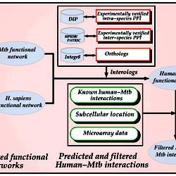 Flowchart depicting the prediction of host–pathogen interactions and ...
