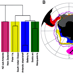 Biogeographic patterns in the distributions of the Lithodidae.
