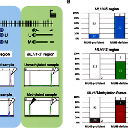 Methylation analysis of the promoter region in the MLH1 gene.