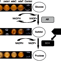 Proposed schematic model of Sda1 regulation in F. verticillioides.
