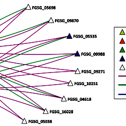The neighbourhood of FGSG_05535 and FGSG_09988.