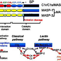 Modular structure of the proteases of the C1r/C1s/MASP family and their ...
