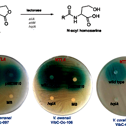 AHL degradation by lactonase-type quorum quenching enzymes.