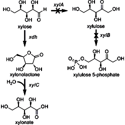 The metabolic pathway from xylose to xylonate in engineered E. coli.