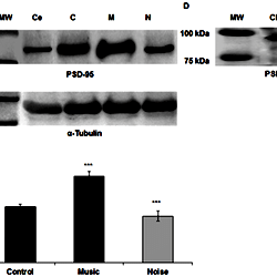 Western blot and densitometric analysis for PSD-95.