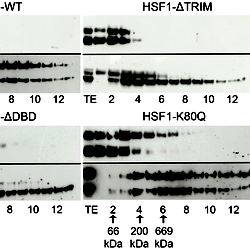 Sizes of HSF1 complex in unstressed and heat shocked HeLa cells using ...