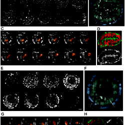 Live imaging of the whole mouse embryo at E6 (A to D) and E5.5. (E to H).