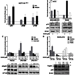 At least two p53 family members control the expression of PRODH in ...