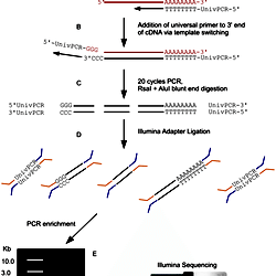 Schematic of cDNA library preparation.