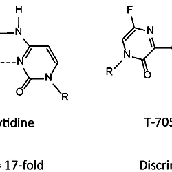 Schematic of ambiguous base pairing of T-705 opposite cytidine and ...