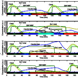 Application of osmotic stress during late S phase or early G2/M phase ...