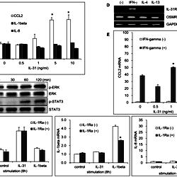 The activation of IL-31 signal in keratinocytes.