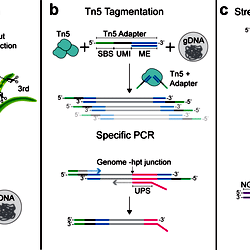 iPool-Seq library preparation workflow features tagmentation and UMIs.