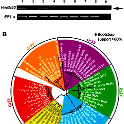 HmGr22 expression in adults and intronless Grs from whole-genome ...