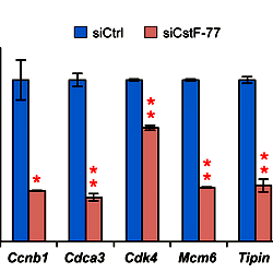 Cell cycle genes are affected by CstF-77 knockdown.