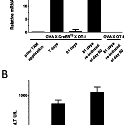 Elimination and re-induction of OVA expressing hepatocytes in OVA_X_OT ...