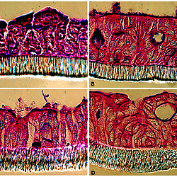 LS513 cells cultured for 3 weeks post confluency with different treatments.