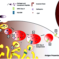 Acid-active cathepsins cleave phagolysosomal antigens in the MHC class ...