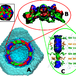 Protein and solvent models of the MD simulations.