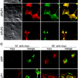 APP and APLP2 differ in their subcellular localization from APLP1.