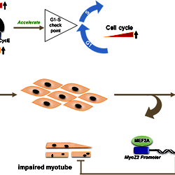 Mechanisms of MEF2A in regulating myogenesis of bovine skeletal muscle ...