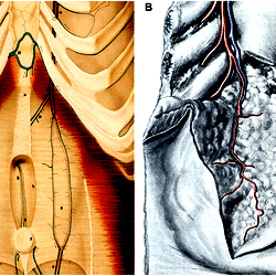 Anatomical depictions of the paraumbilical and ensiform veins.
