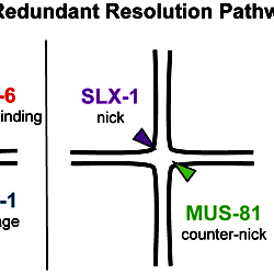 Model of redundant resolution pathways.