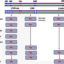 Comparison of RAD-seq, GBS and GGRS methods for library preparation.