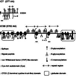Schematic structures of MUC7 (A) and MUC5B (B), and epitopes recognized ...