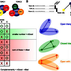 Visualization of complementarity score and illustration of triangle types.