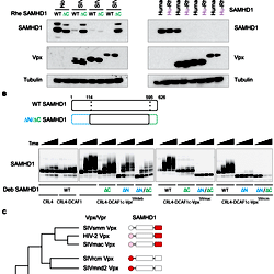 Vpx and Vpr have toggled throughout evolution in their requirement for ...