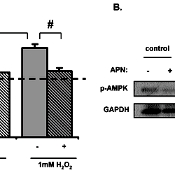 H2O2 stimulation involves AMPK/mTOR pathway.