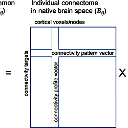 Schematic of data and transformation matrices for the common connectome.