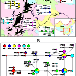 Distribution of giant panda populations and network relationships among ...