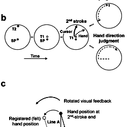Behavioral task of a 3-stroke movement and analysis.