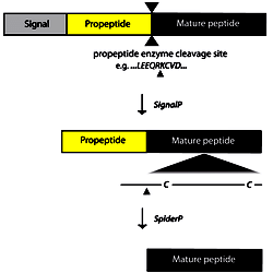 Bioinformatic prediction of signal and propeptide cleavage sites in ...