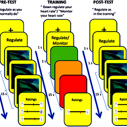 Example of training, pre- and post-test trials.