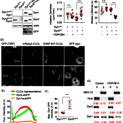 Dyn1 and Dyn2 are differentially recruited to CCPs and differentially ...