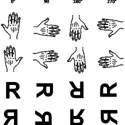 Stimuli used in the two mental rotation tasks: hand laterality task ...
