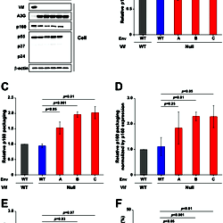 Env adaptations elevate levels of Gag-Pol packaging.