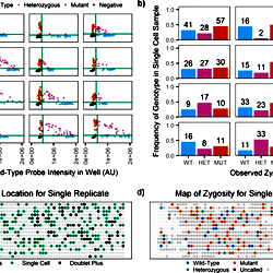 Single-cell genotyping results.