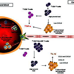 Immunoregulation in HTLV-1-infected patients with skin lesions of ...