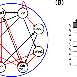 Boolean network model of the fission-yeast cell-cycle.