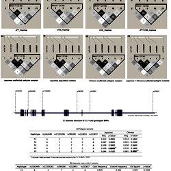Linkage disequilibrium plots of DLG4 gene of Japanese and Chinese ancestry.