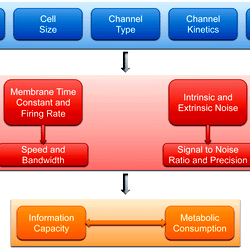 Elements defining metabolic efficiency.