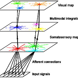 Multimodal integration schema in SC between vision and tactile information.