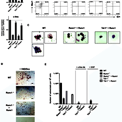 Development of myeloid cells from Runx1-expressing Tal-1−/− and Runx1−/− ESCs.
